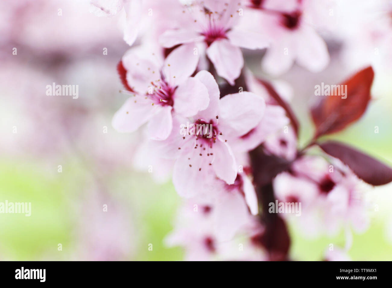 Branches of flowering tree, closeup Stock Photo - Alamy