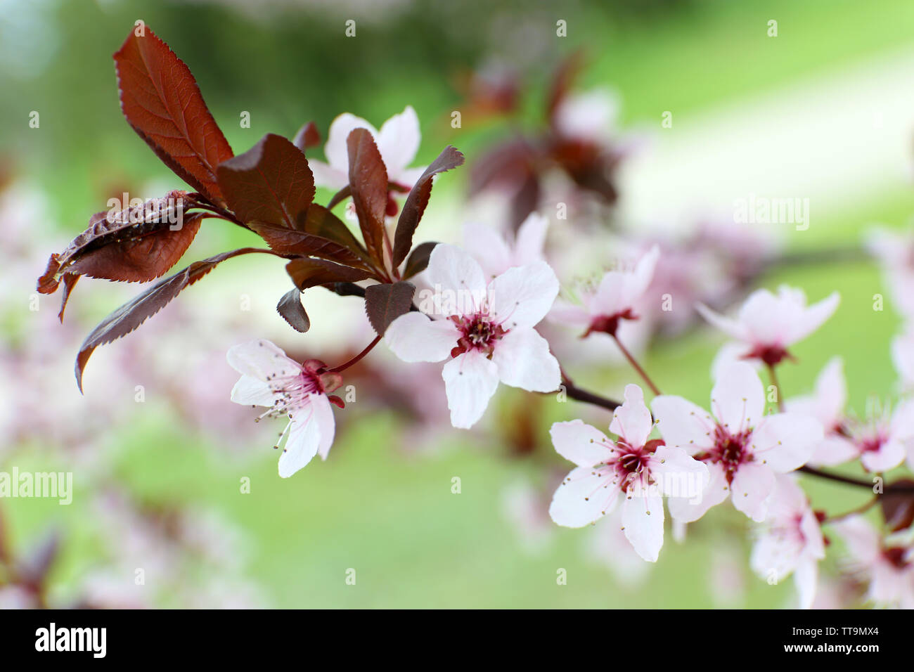 Branches of flowering tree, closeup Stock Photo - Alamy