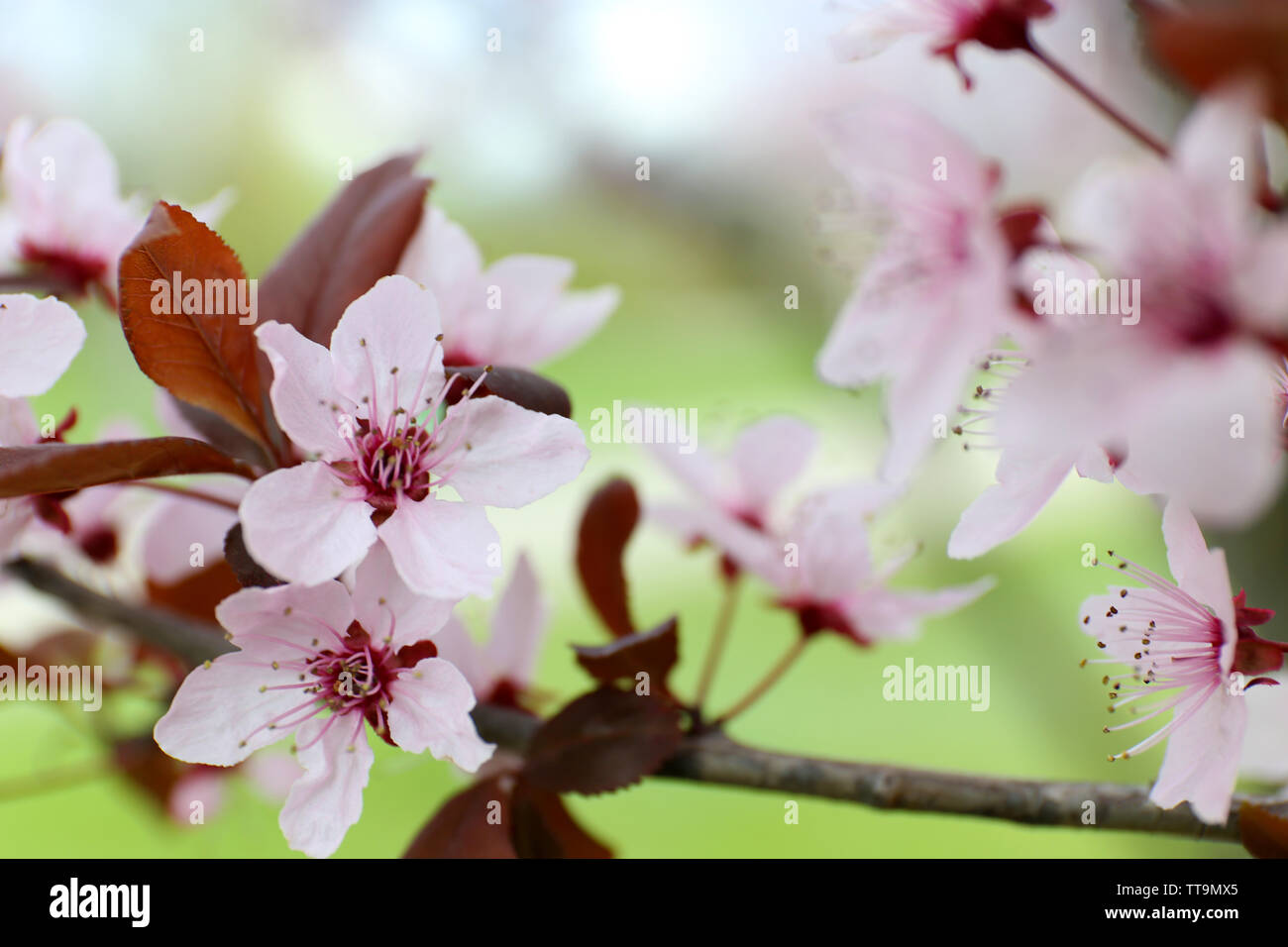 Branches of flowering tree, closeup Stock Photo - Alamy