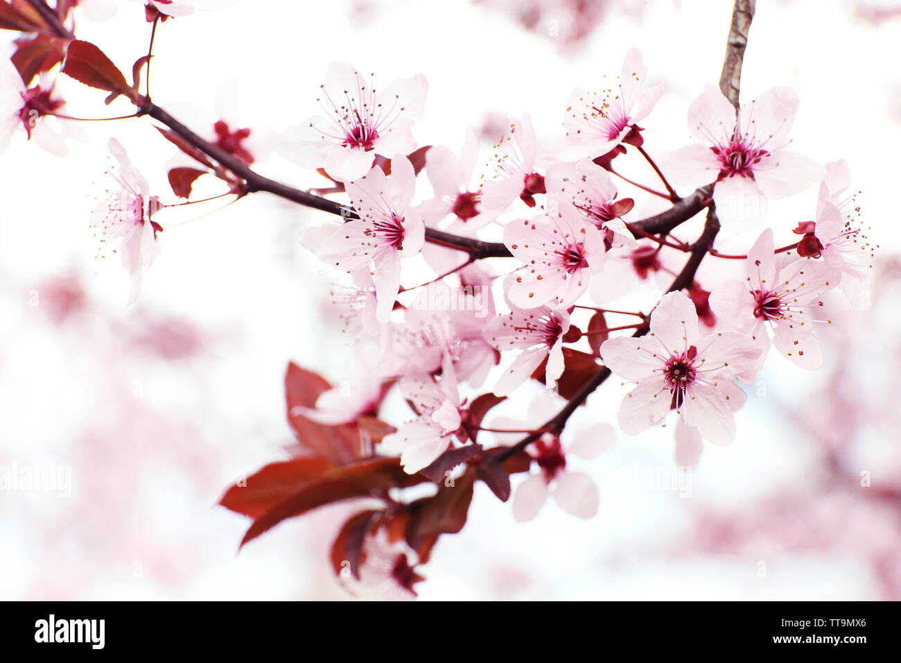 Branches of flowering tree, closeup Stock Photo - Alamy