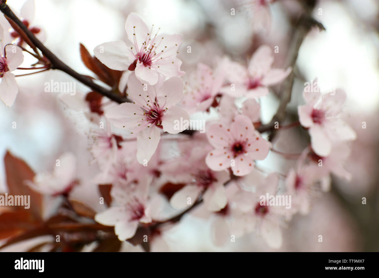 Branches of flowering tree, closeup Stock Photo - Alamy