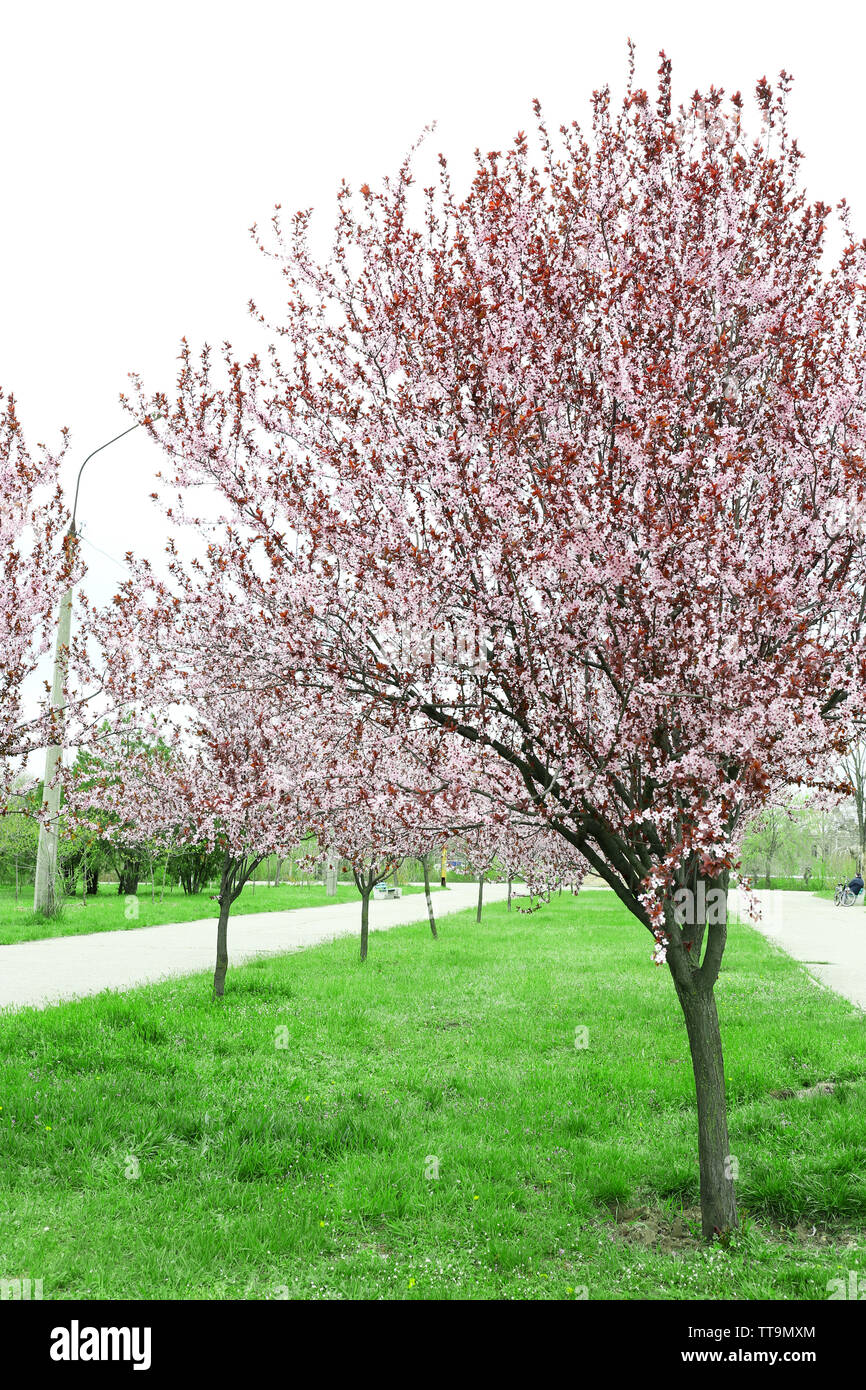 Beautiful flowering trees in park Stock Photo - Alamy