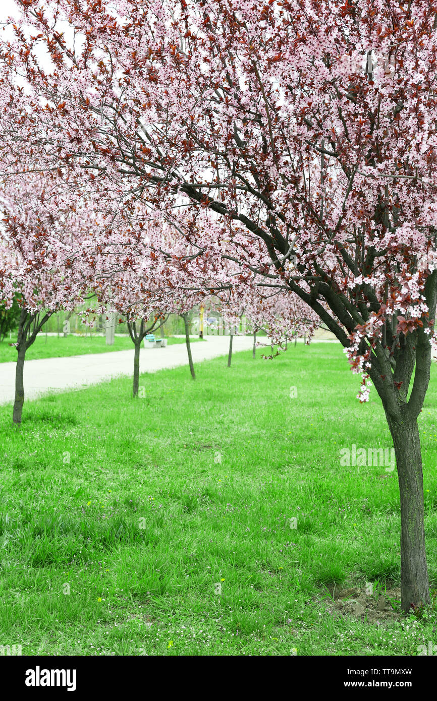 Beautiful flowering trees in park Stock Photo - Alamy