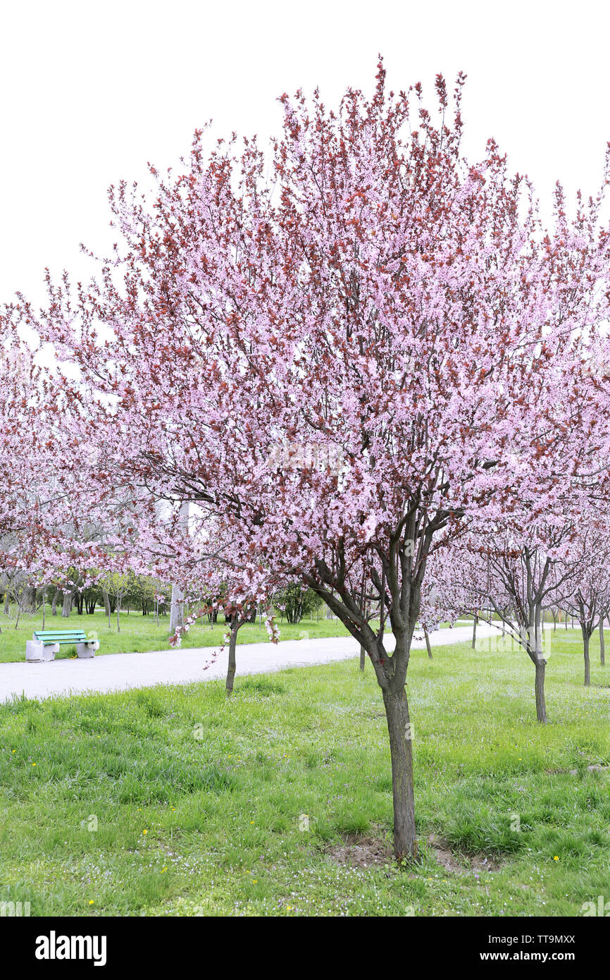 Beautiful flowering trees in park Stock Photo - Alamy