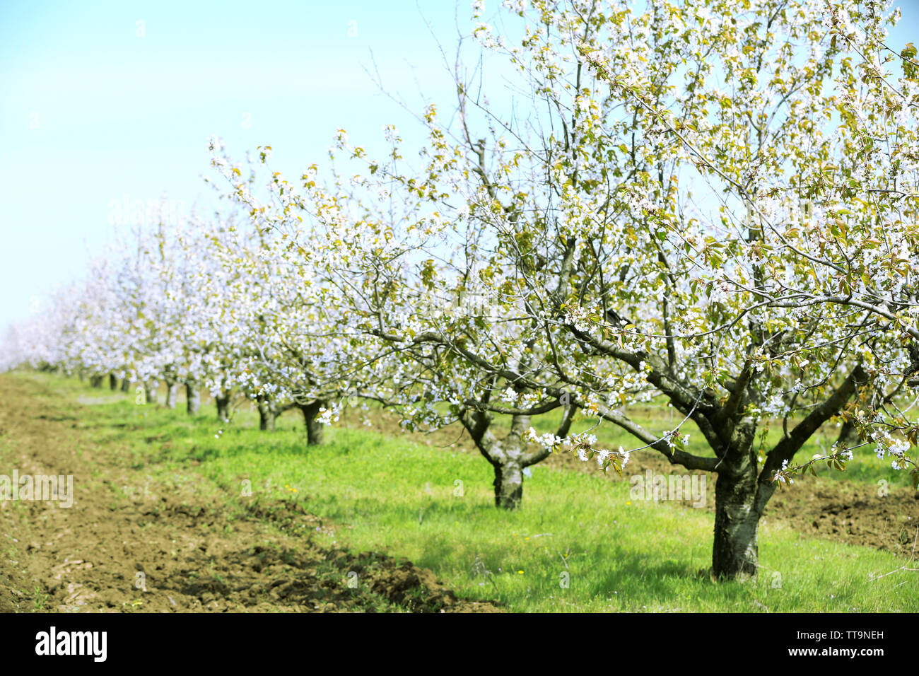 Spring blooming cherry garden Stock Photo - Alamy