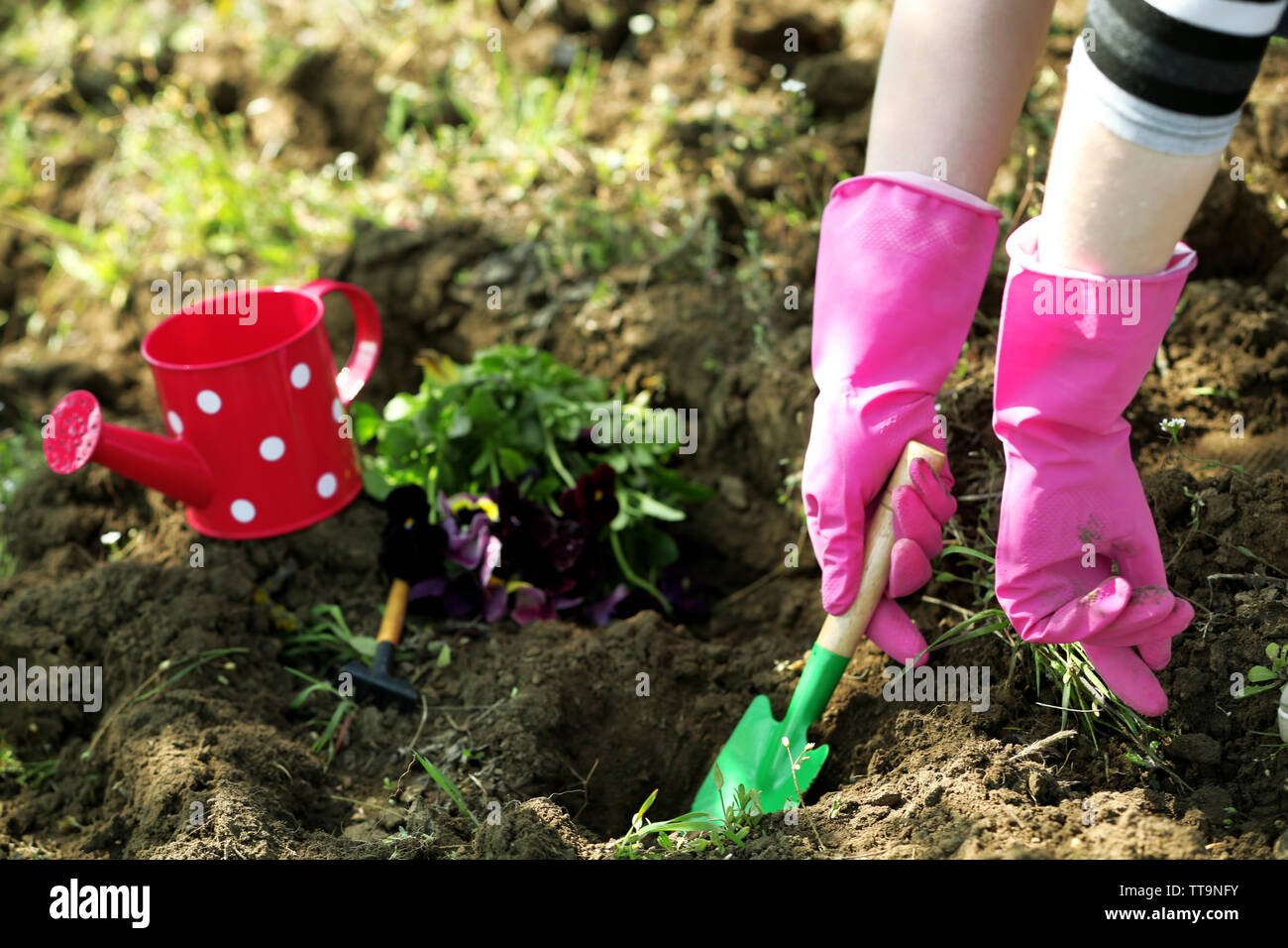 Person landscaping garden planting flowers hi-res stock photography and ...
