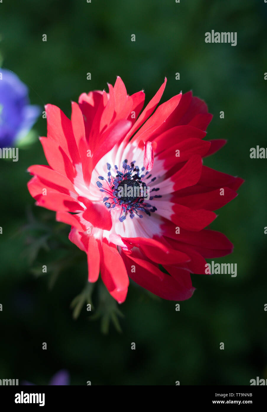 Sunny Day's Red and White Flower Stock Photo - Alamy