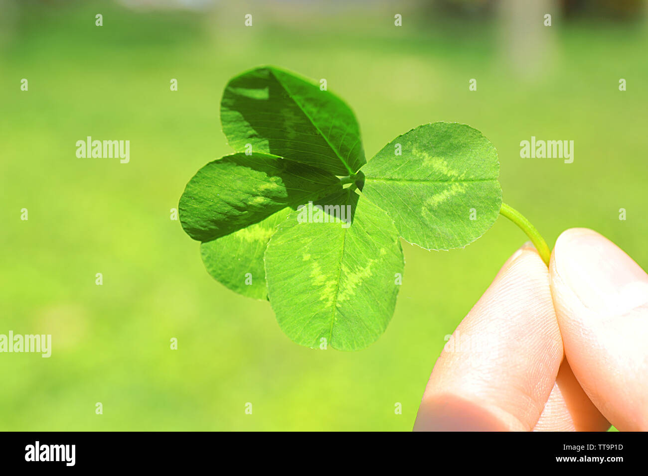 Hand holding four leaf clover on green nature background, close up ...