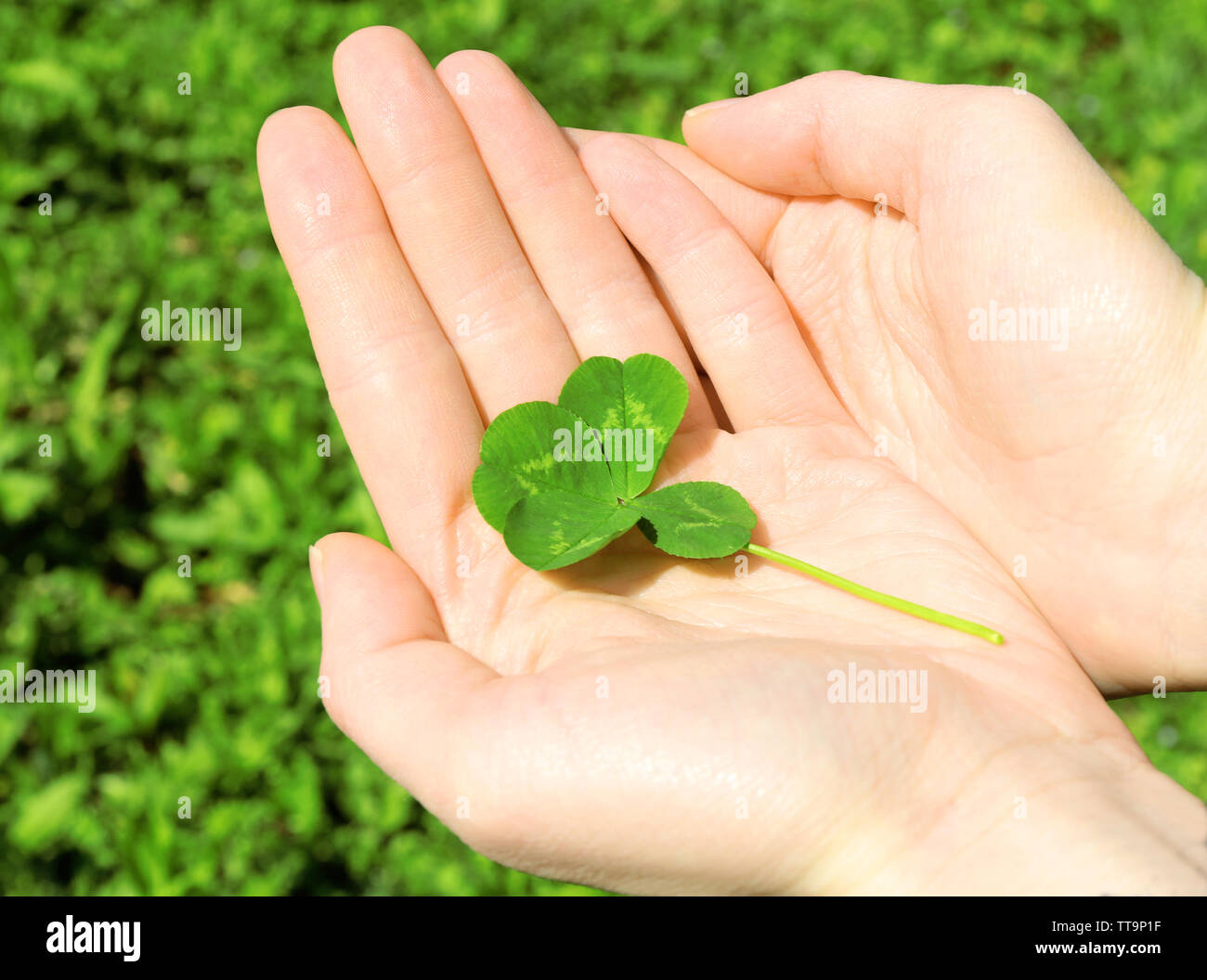 Hand holding four leaf clover hi-res stock photography and images - Alamy