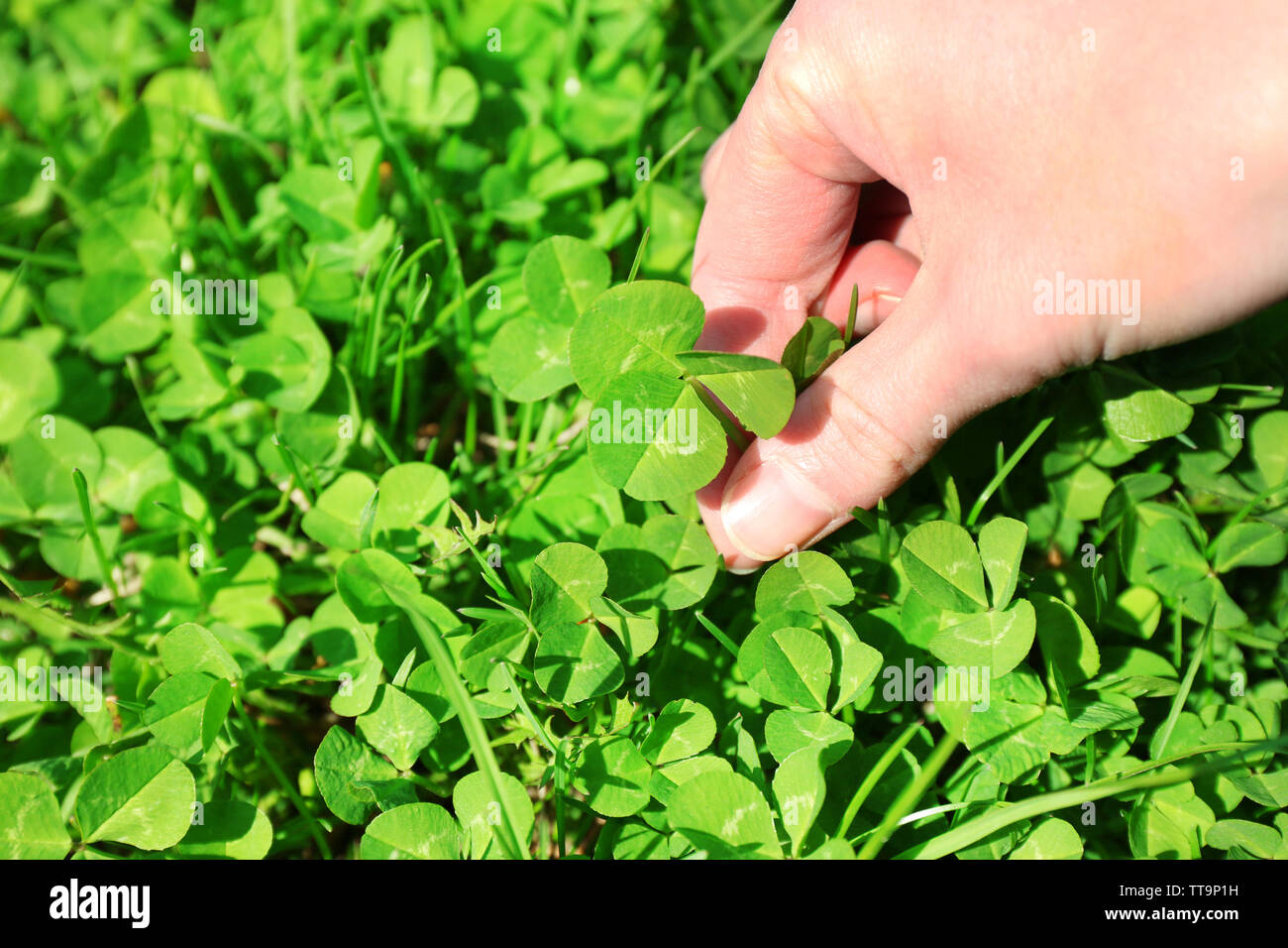 Woman hand picking clover, outdoors Stock Photo - Alamy