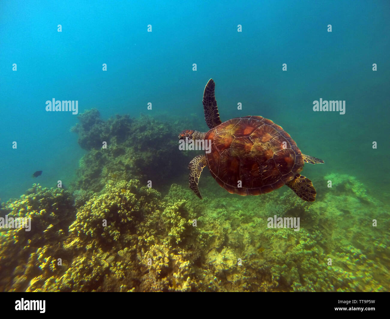 Green turtle swimming over reef, Fitzroy Island, Great Barrier Reef ...
