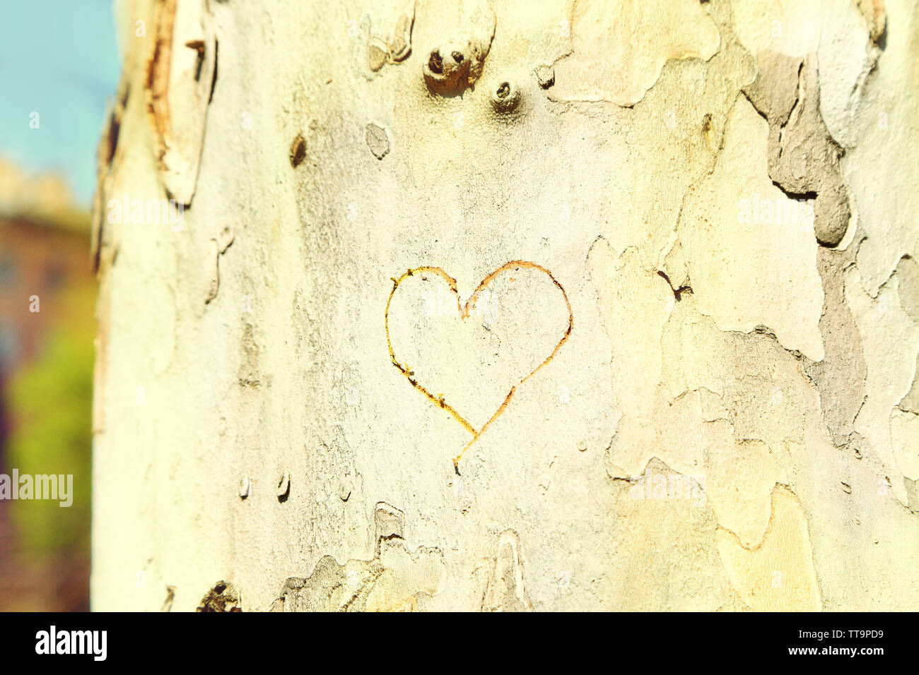 Word love heart carved tree hi-res stock photography and images - Alamy