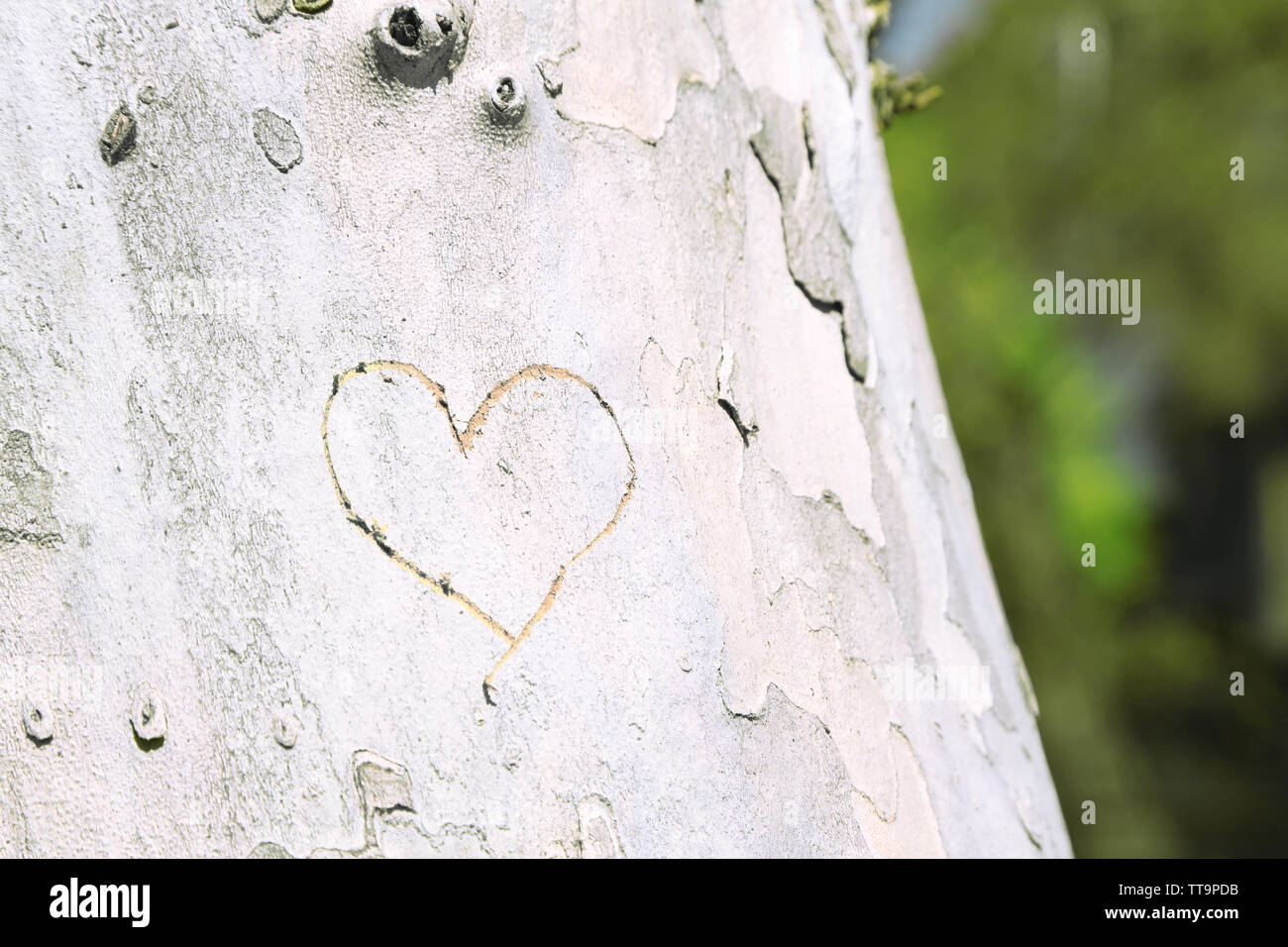 Word love heart carved tree hi-res stock photography and images - Alamy