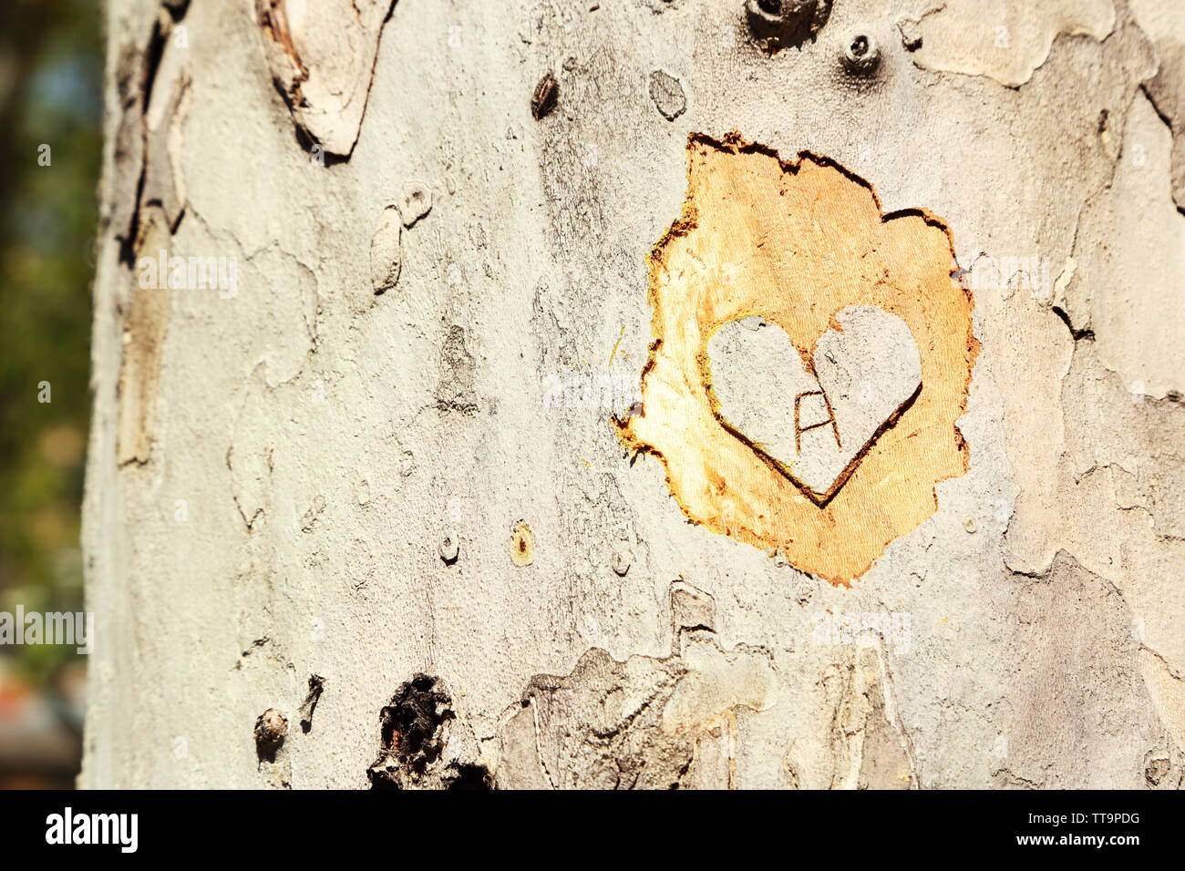 Heart carved in tree close-up Stock Photo - Alamy