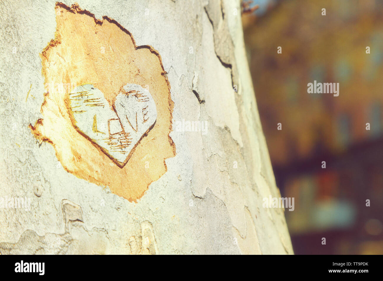 Heart carved in tree close-up Stock Photo - Alamy