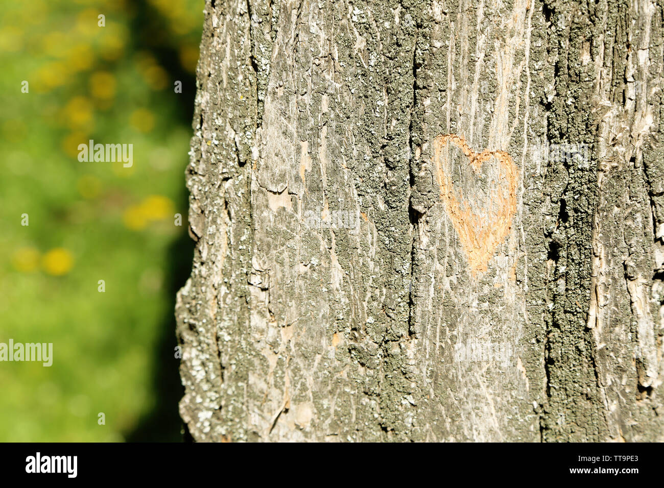 Heart carved in tree close-up Stock Photo - Alamy