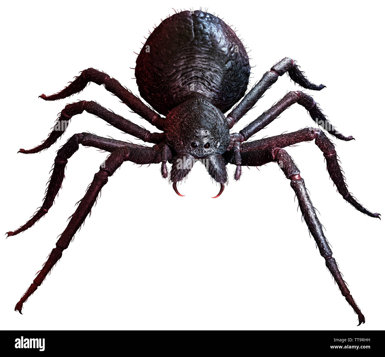 Top view of spider Cut Out Stock Images & Pictures - Alamy