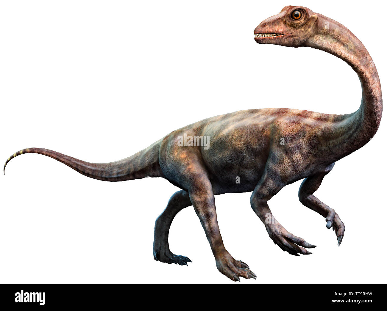 Anchisaurus from the Jurassic era 3D illustration Stock Photo - Alamy