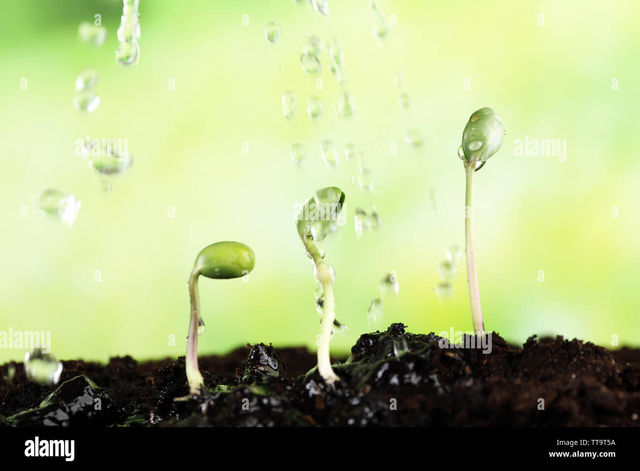 Watering bean hi-res stock photography and images - Alamy