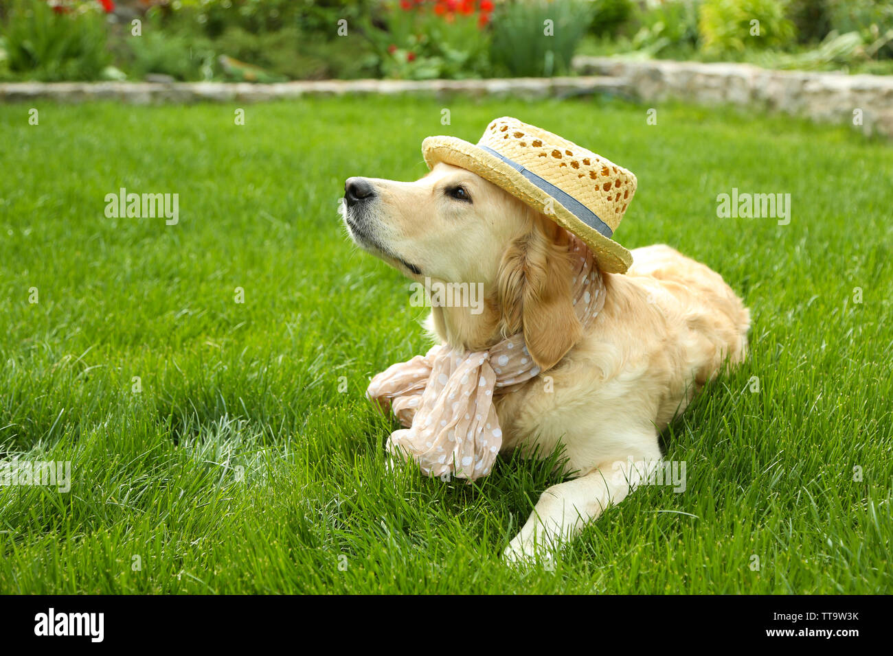 Adorable labrador in hat hi-res stock photography and images - Alamy