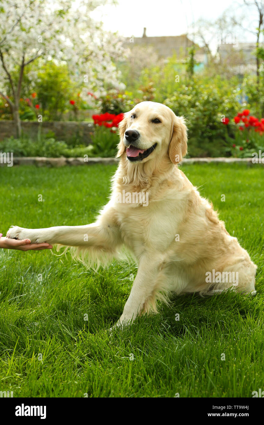 Dog paw and human hand doing a handshake, outdoors Stock Photo - Alamy
