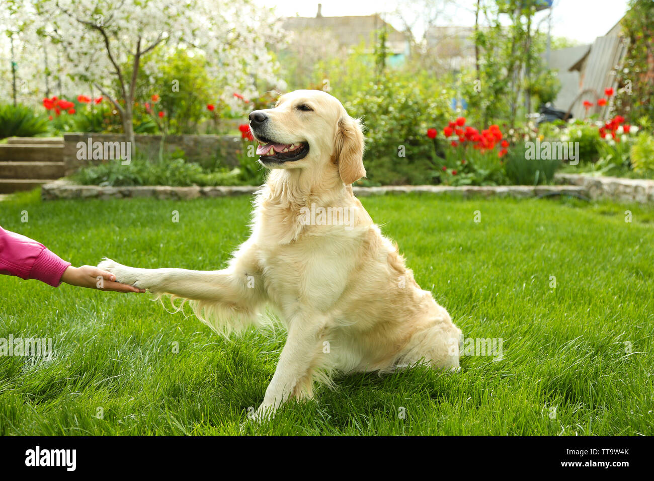 Dog paw and human hand doing a handshake, outdoors Stock Photo - Alamy