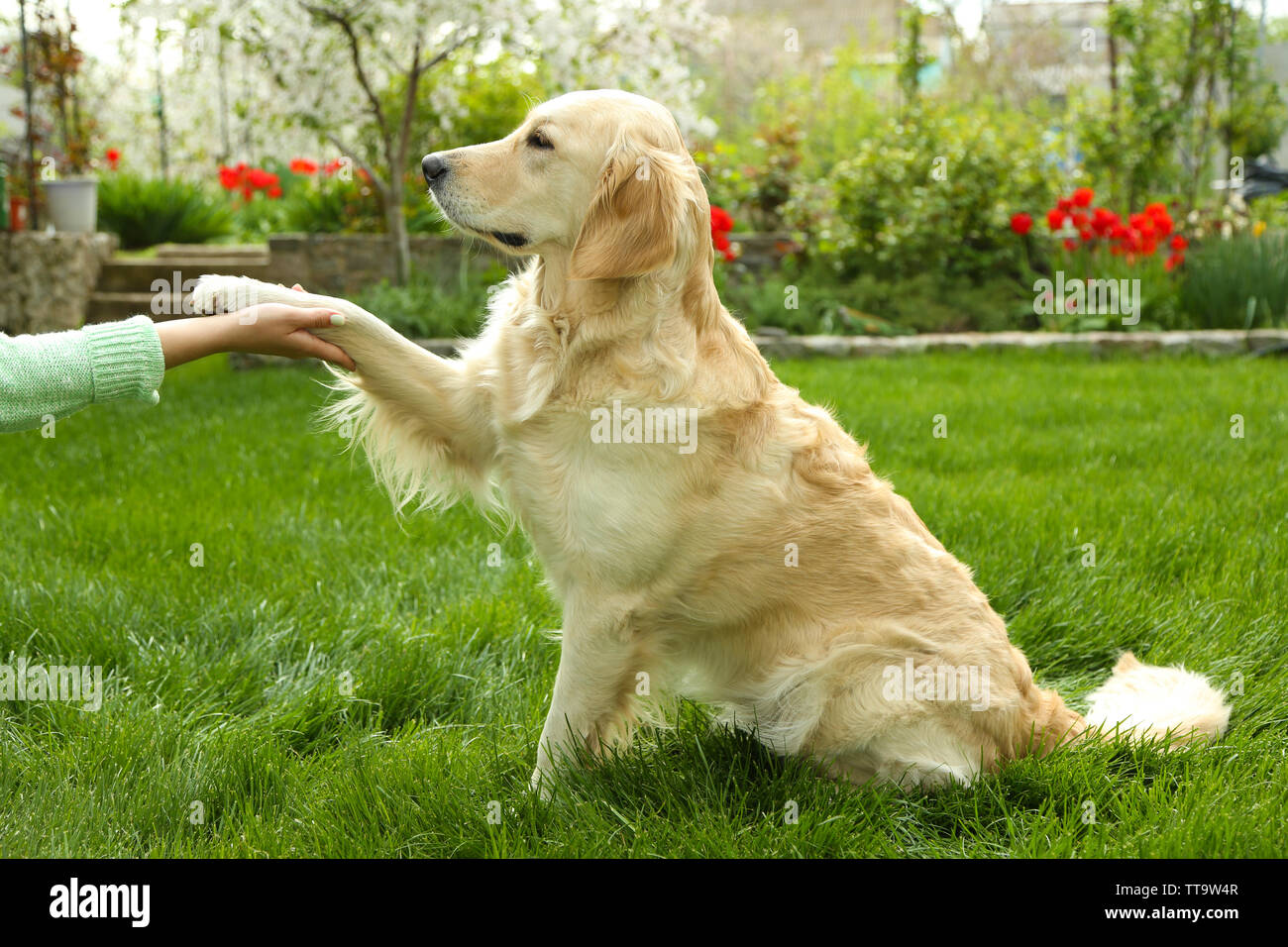Dog paw and human hand doing a handshake, outdoors Stock Photo - Alamy