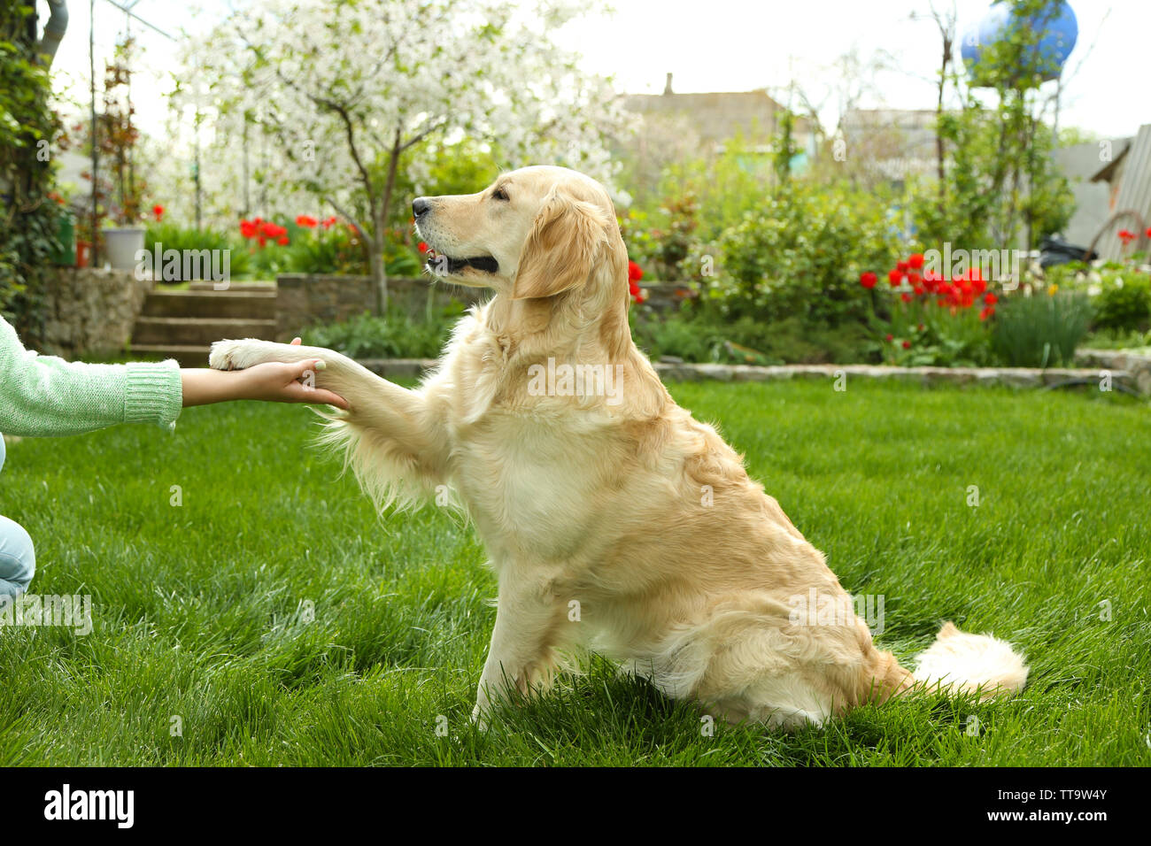 Dog paw and human hand doing a handshake, outdoors Stock Photo - Alamy