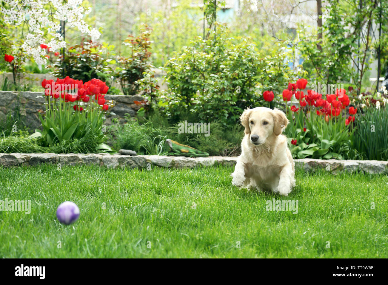 Yellow lab puppy play ball hi-res stock photography and images - Alamy