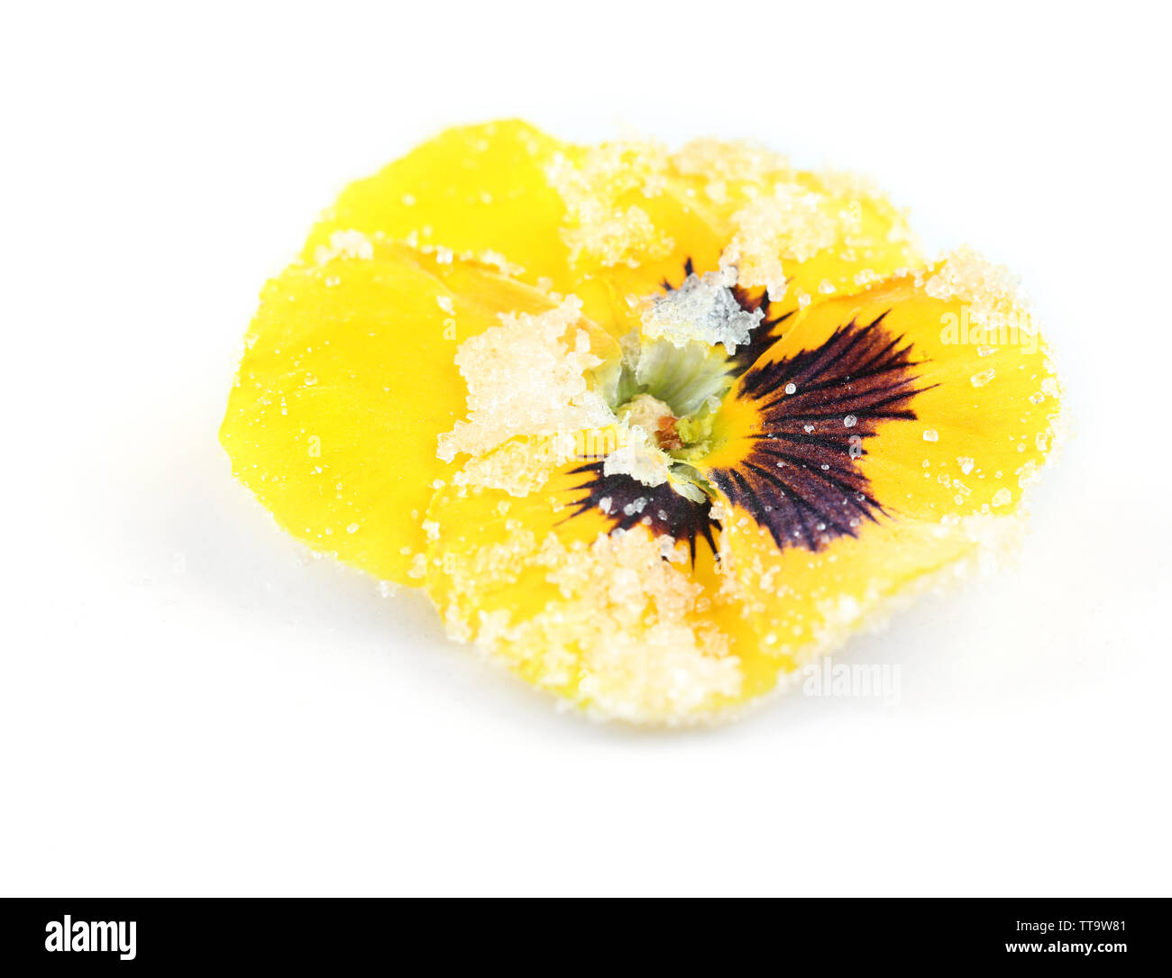 Candied sugared violet flower, isolated on white Stock Photo - Alamy
