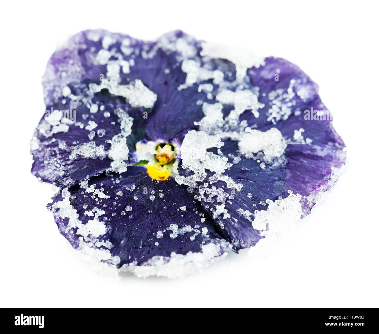 Candied sugared violet flower, isolated on white Stock Photo - Alamy