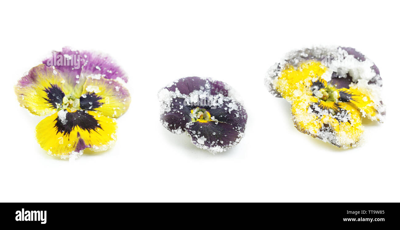 Candied sugared violet flowers, isolated on white Stock Photo - Alamy
