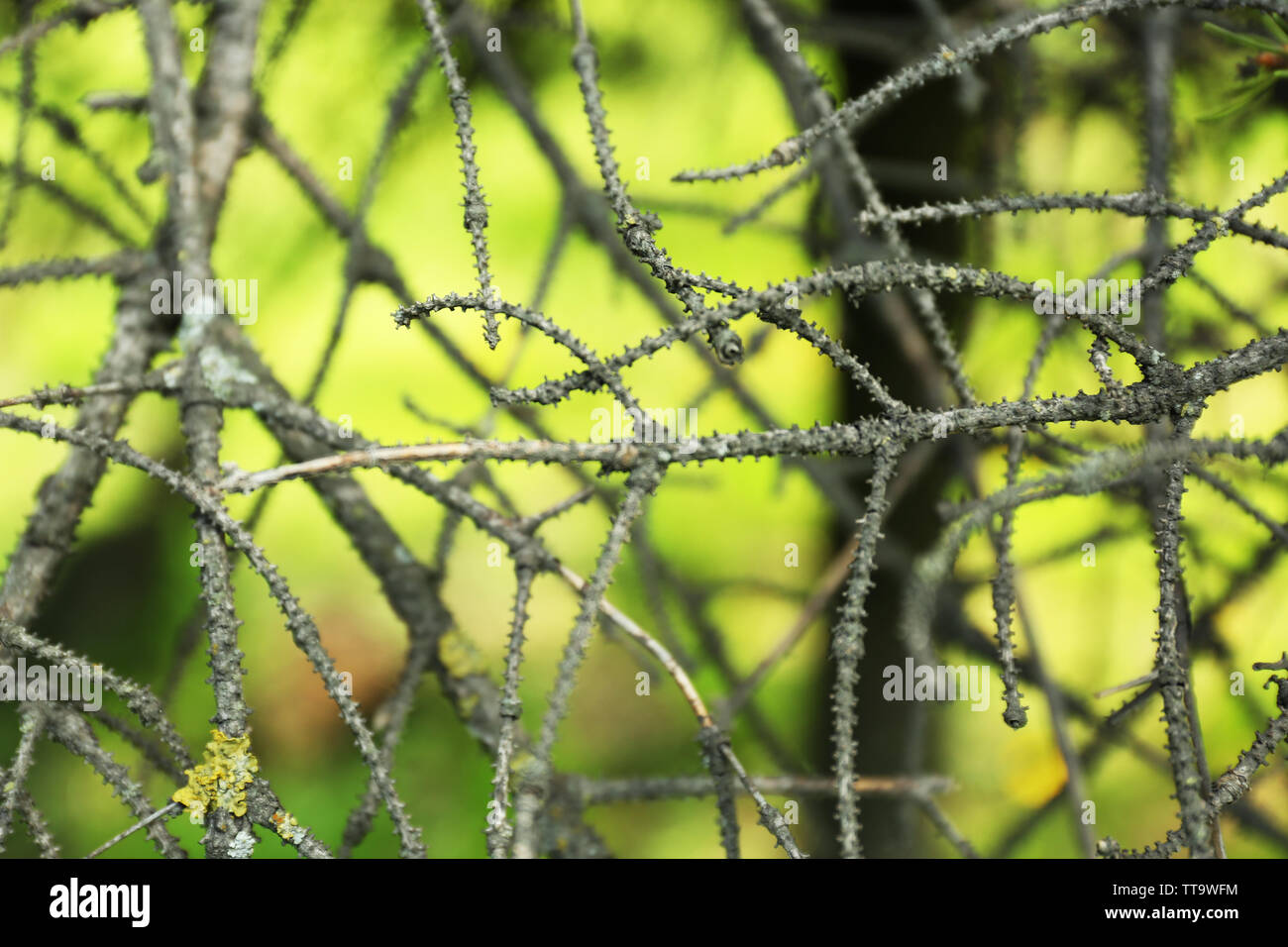 Dried branches of tree, closeup Stock Photo - Alamy