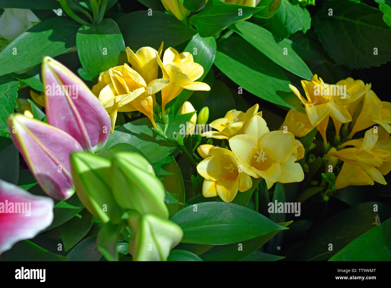 Yellow tubular fragrant flowers hi-res stock photography and images - Alamy