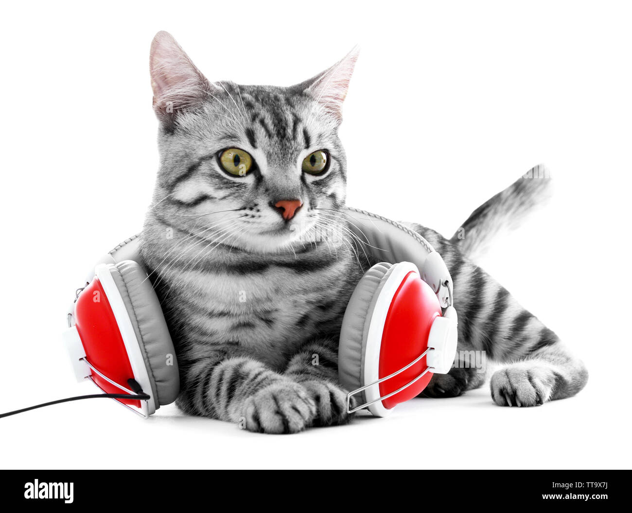 Beautiful cat with headphones isolated on white Stock Photo - Alamy