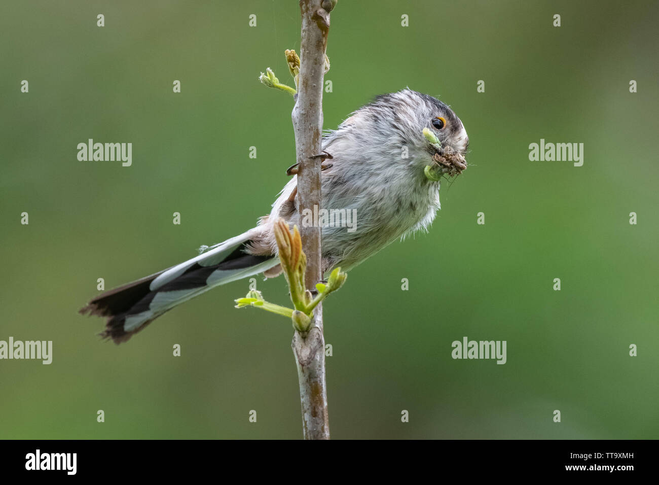 Long-tailed tit (Aegithalos caudatus) with insects in its bill Stock ...