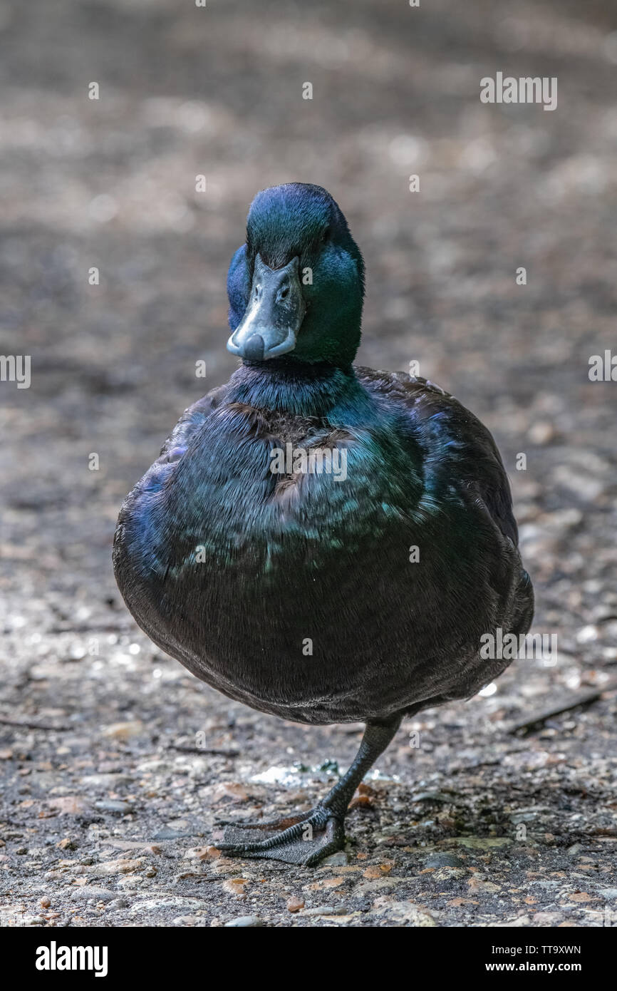 Cayuga Duck in the wild Stock Photo - Alamy