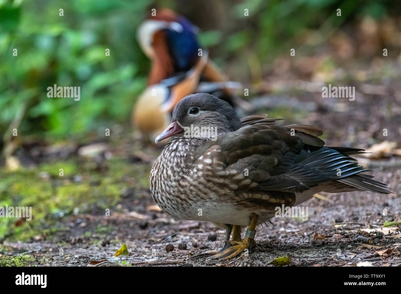 Mandarin duck female (Aix galericulata Stock Photo - Alamy