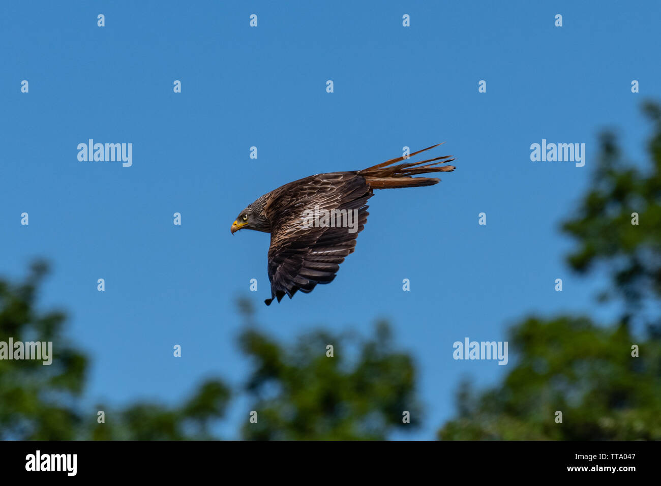 Red kite (Milvus milvus) bird of prey Stock Photo - Alamy