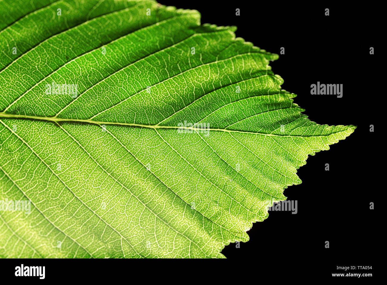Tree green leaf close up Stock Photo - Alamy