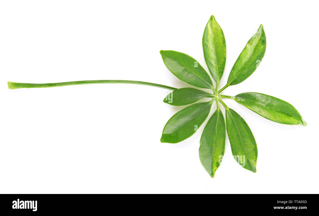 Tree leaf isolated on white Stock Photo - Alamy