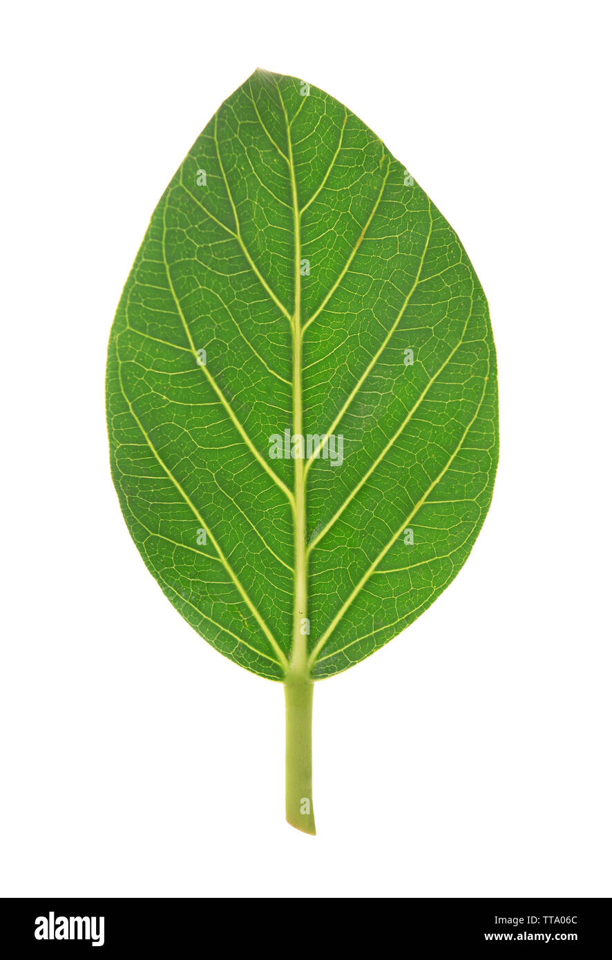 Tree leaf isolated on white Stock Photo - Alamy