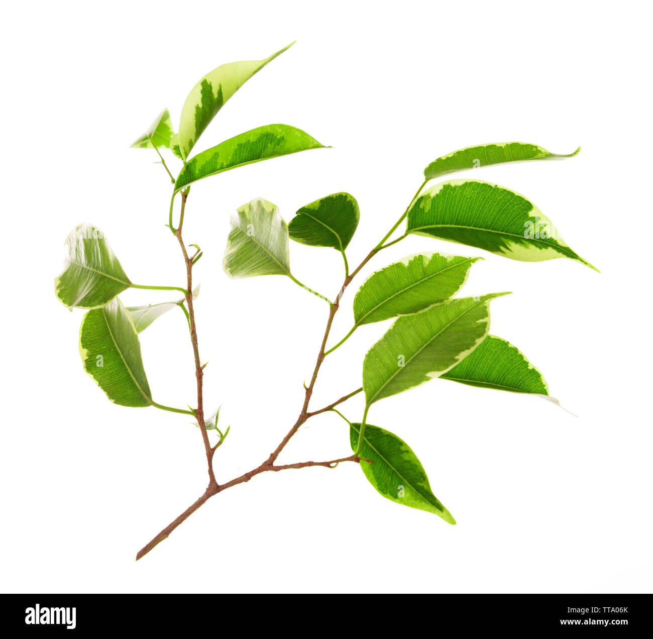 Tree leaves isolated on white Stock Photo - Alamy
