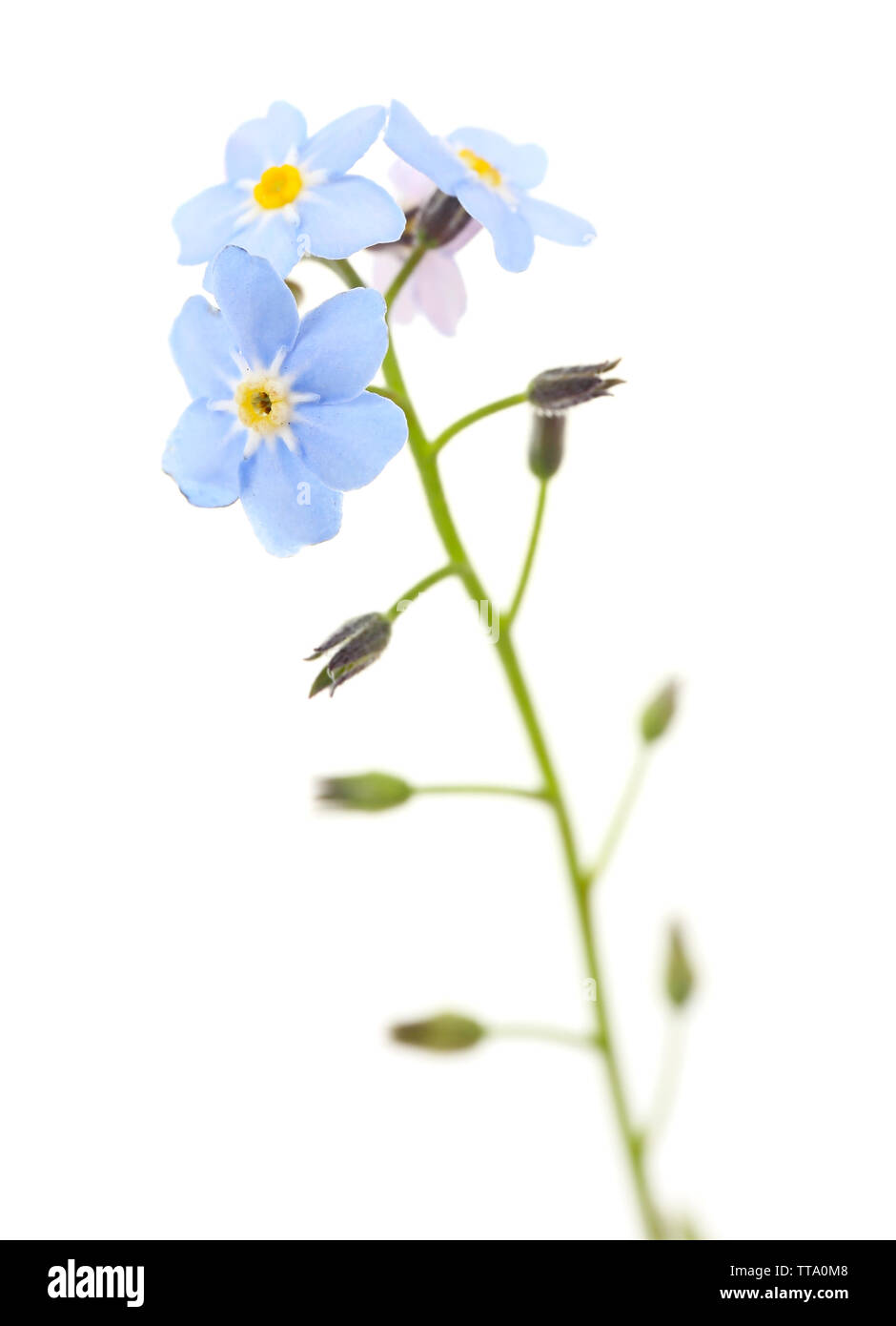 Blue forget nots myosotis Cut Out Stock Images & Pictures - Alamy