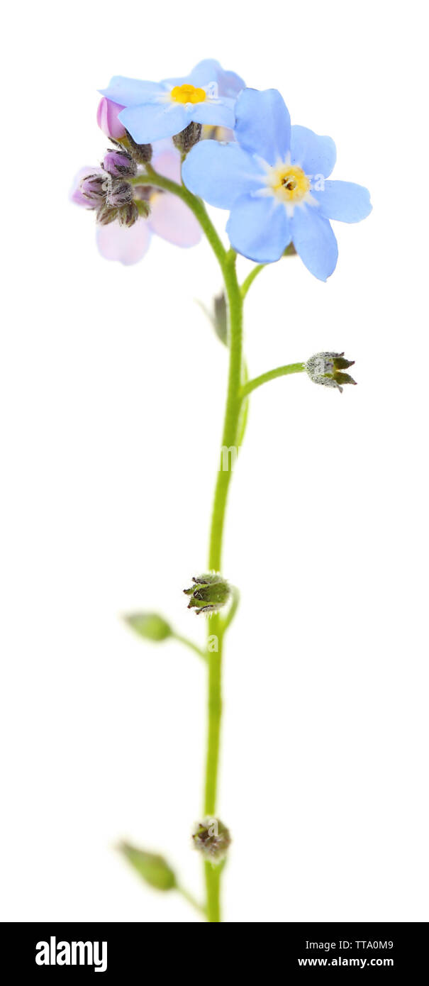 Forget-me-nots flowers, isolated on white Stock Photo - Alamy