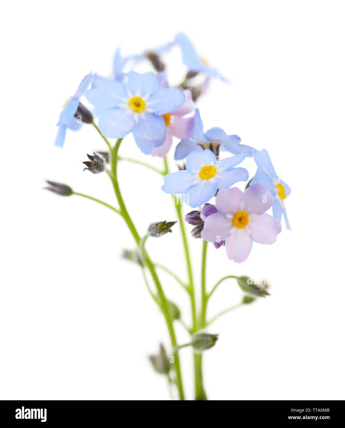 Forget-me-nots flowers, isolated on white Stock Photo - Alamy