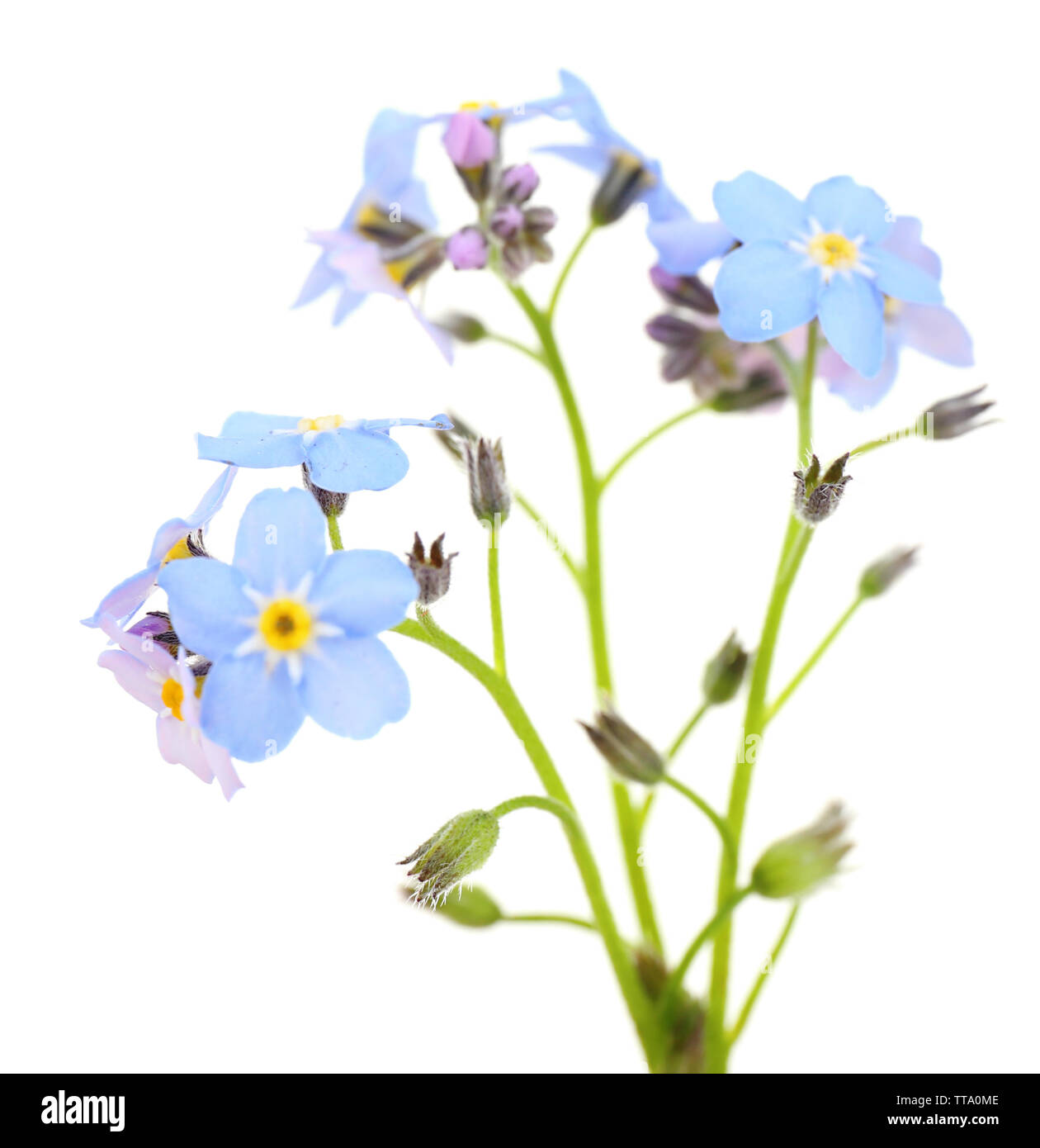 Forget-me-nots flowers, isolated on white Stock Photo - Alamy