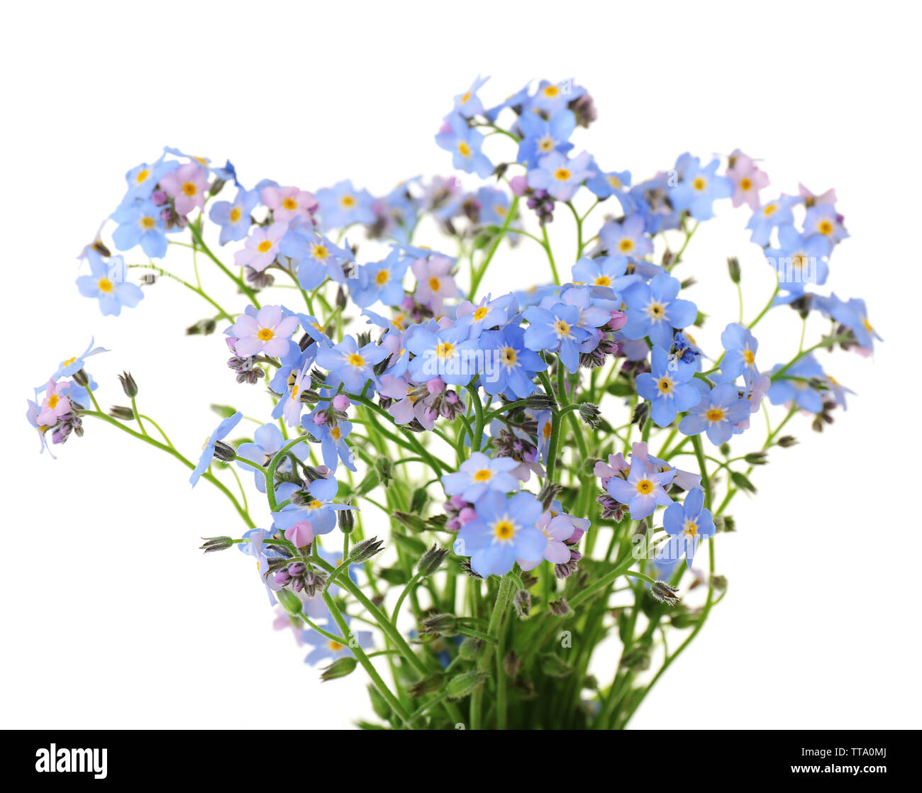 Forget-me-nots flowers, isolated on white Stock Photo - Alamy