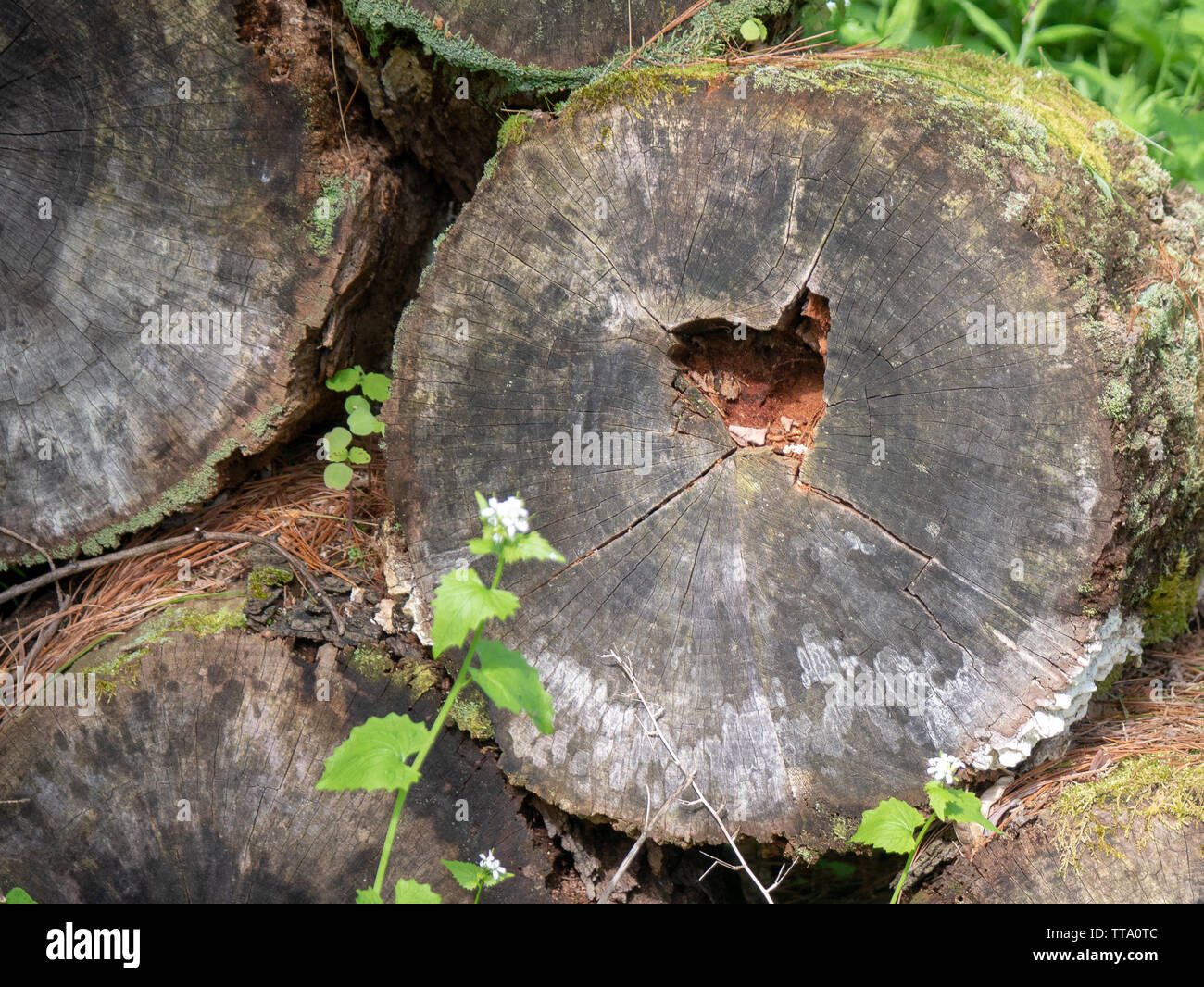 Heart tree stump hi-res stock photography and images - Alamy