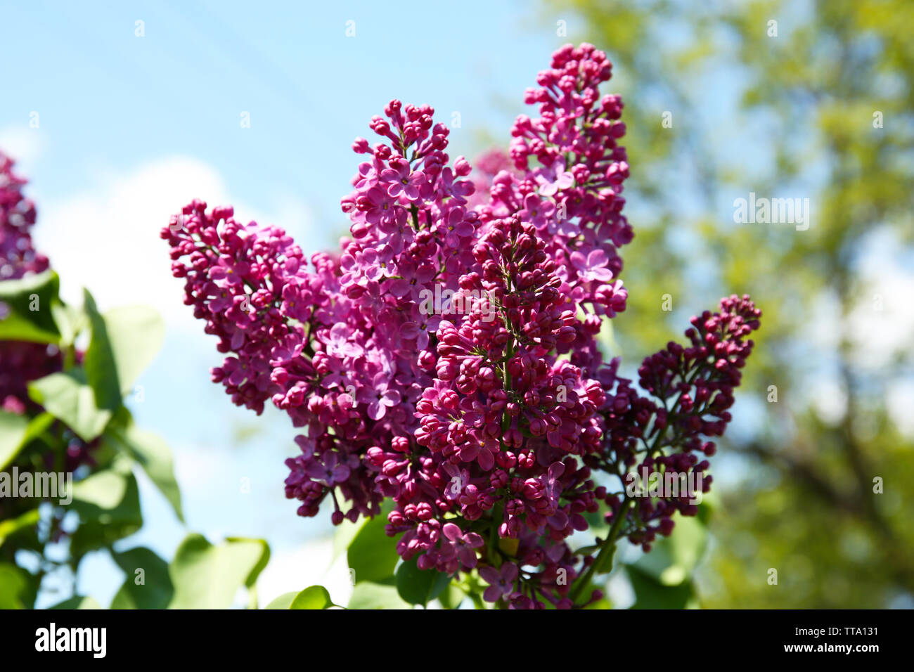 Lilac budding in spring hi-res stock photography and images - Alamy